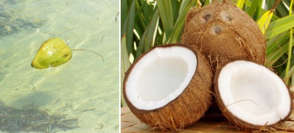 All Things Coconuts